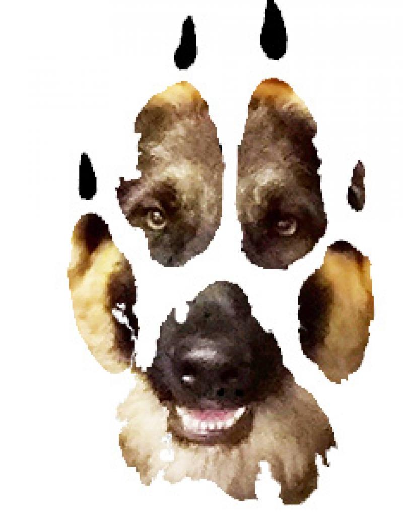 Paws & Beyond LLC | Paw Partner