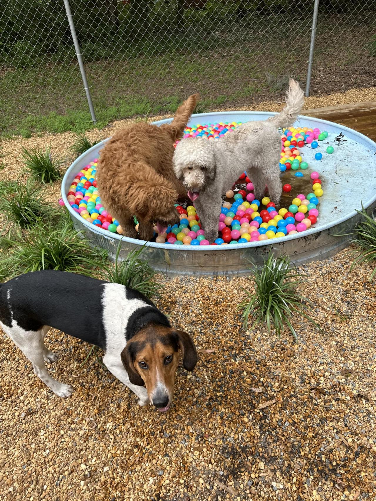 Happy Wags Lodge & Spa & Mobile Grooming | Paw Partner