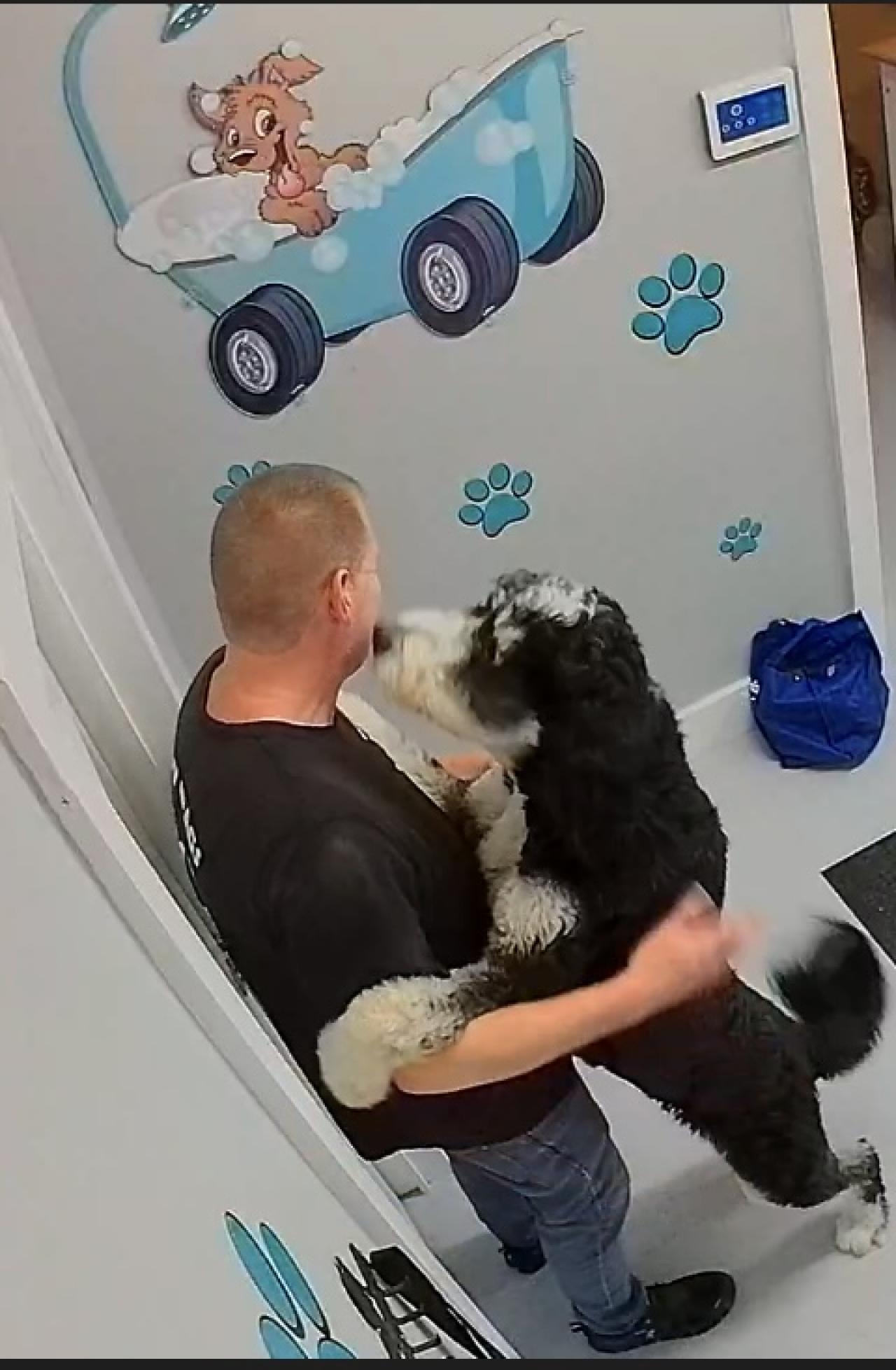 Happy Wags Lodge & Spa & Mobile Grooming | Paw Partner