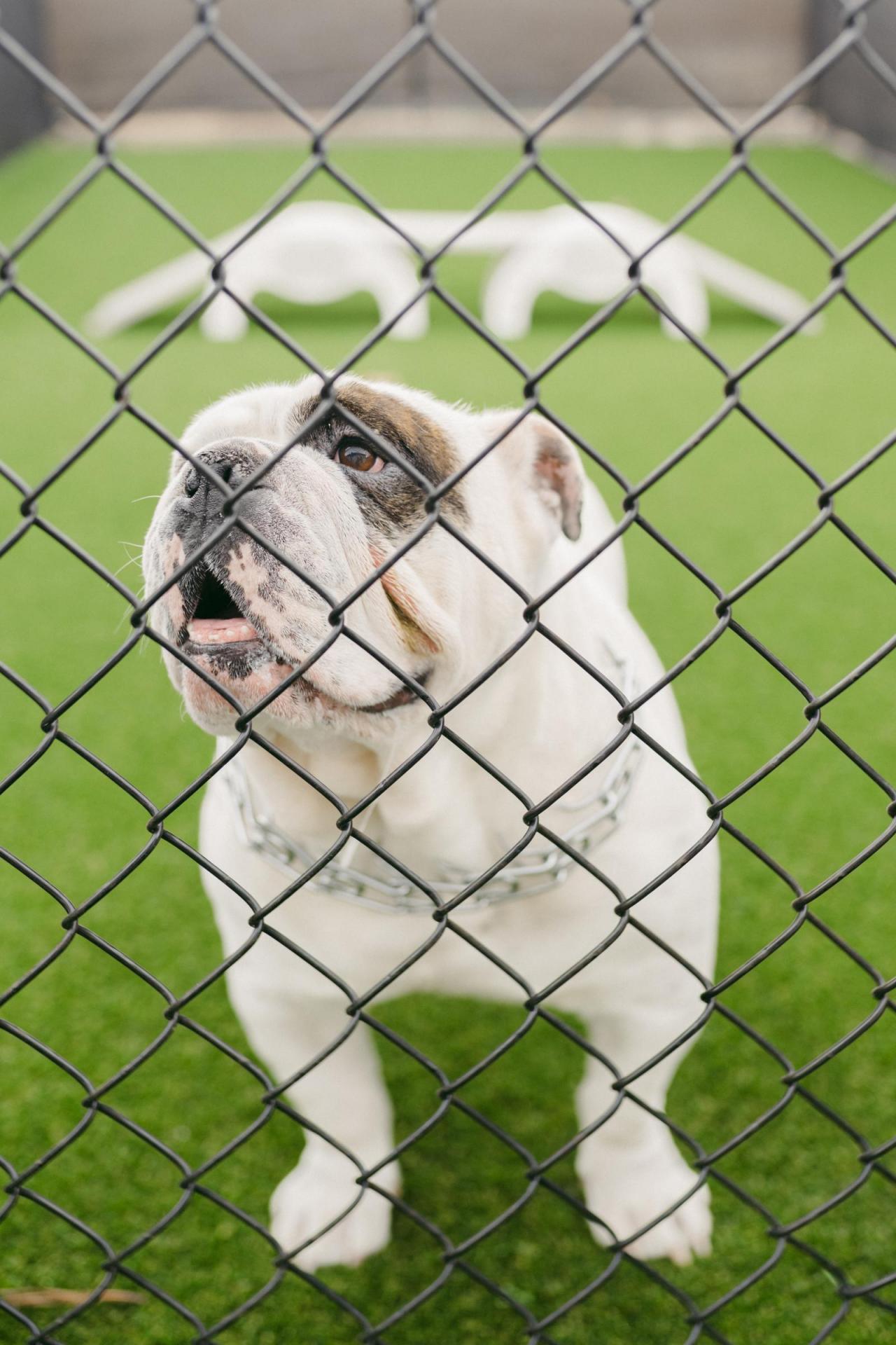 The Ritz Pawton | Paw Partner