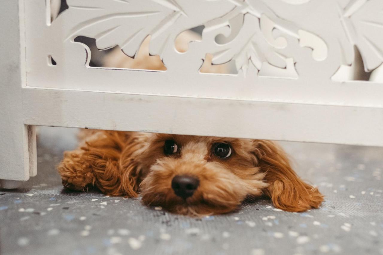 The Ritz Pawton | Paw Partner