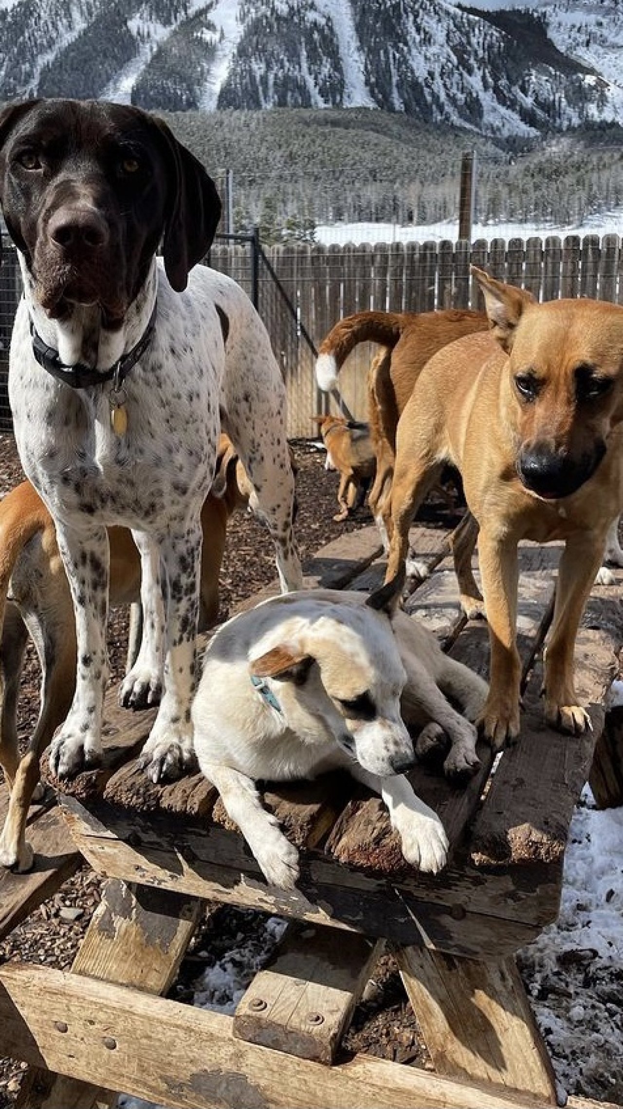 Oh Be Dogful Pet Ranch | Paw Partner