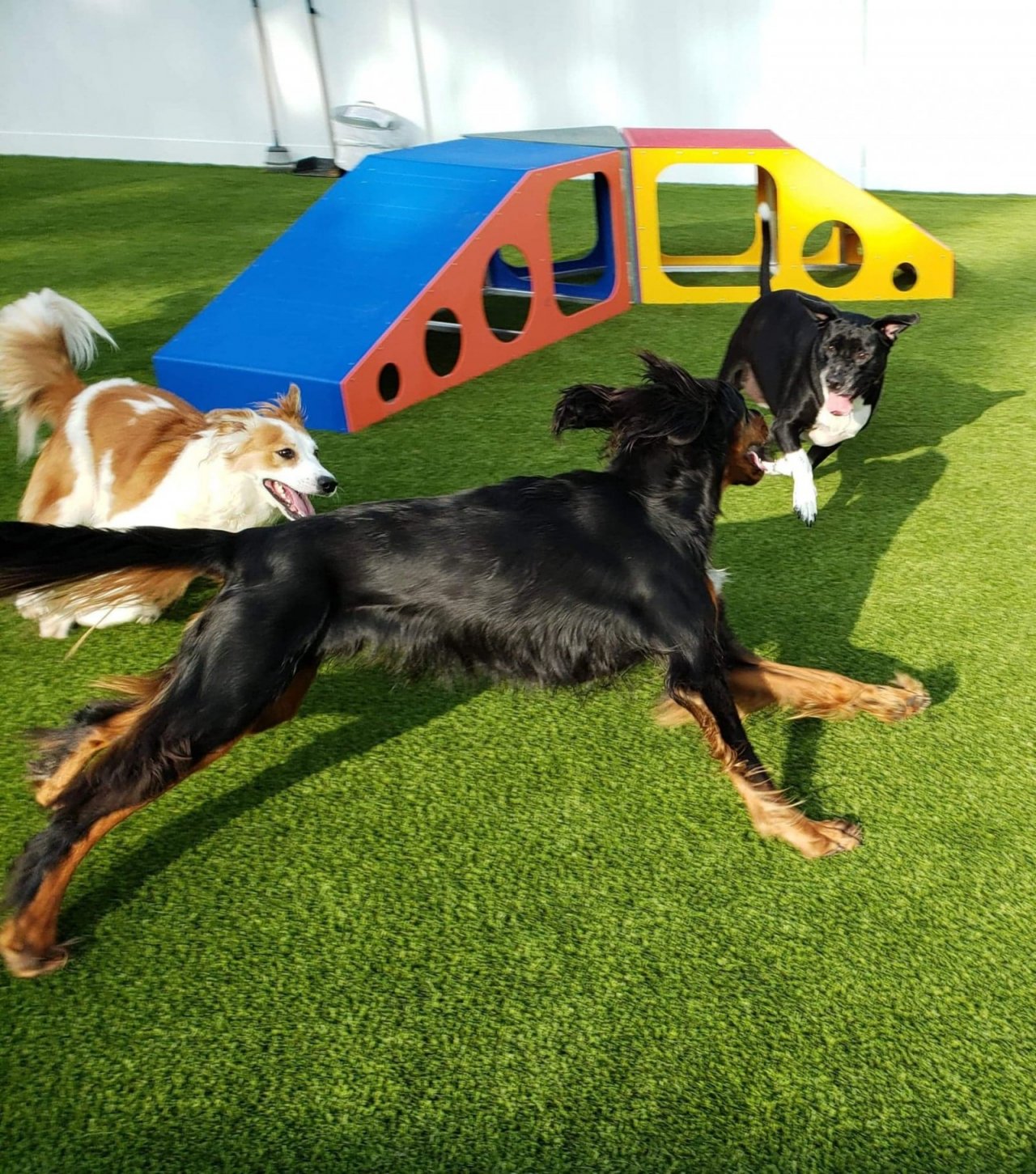 Camp Bark | Paw Partner