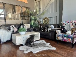 Metro Paws | Paw Partner