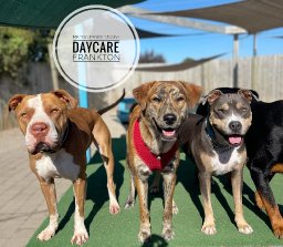 Metro Paws | Paw Partner