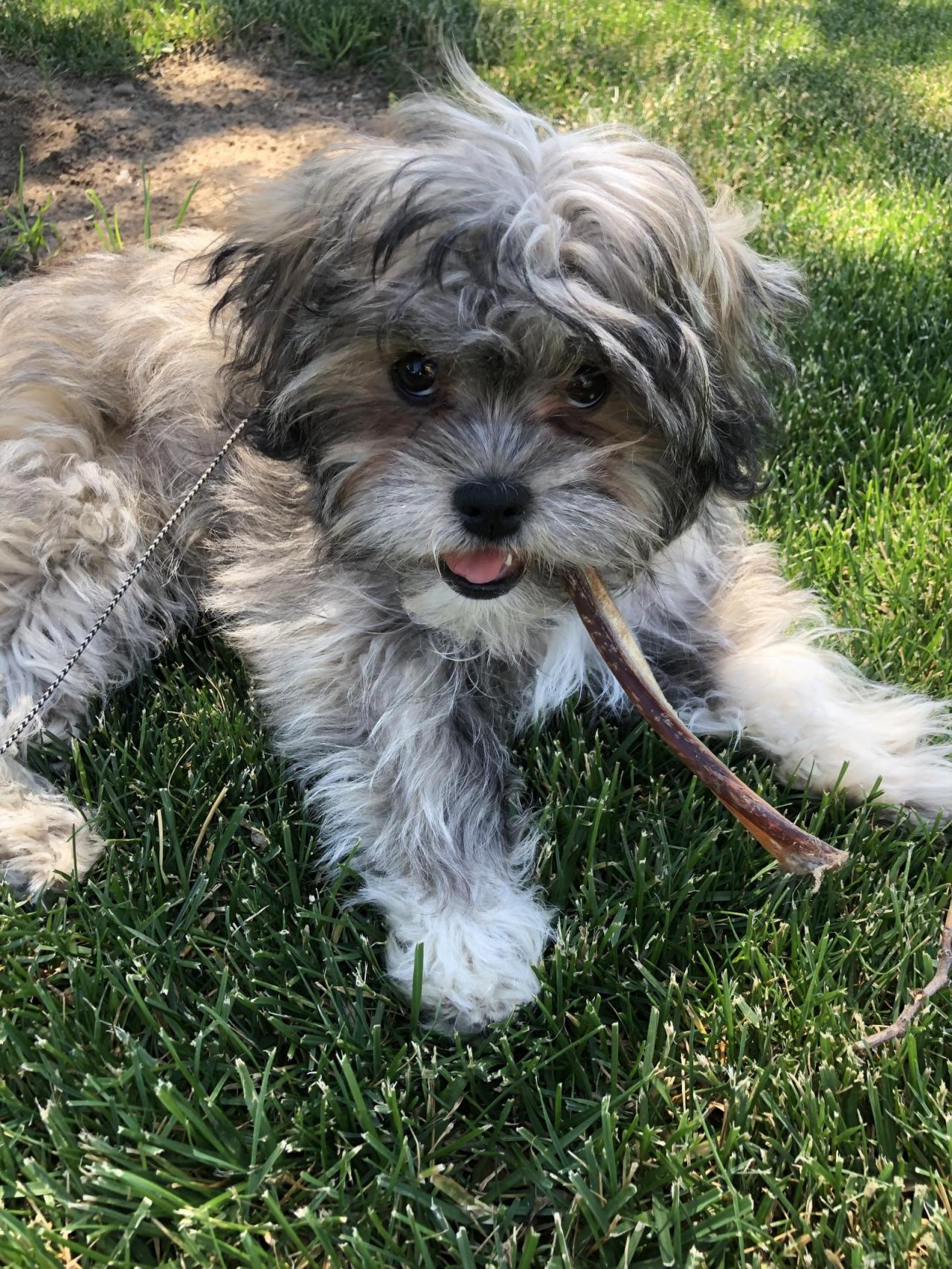 Twin Bins Kennel | Paw Partner