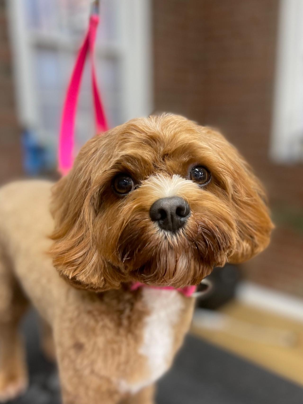 Doggie Style Pets Pine | Paw Partner