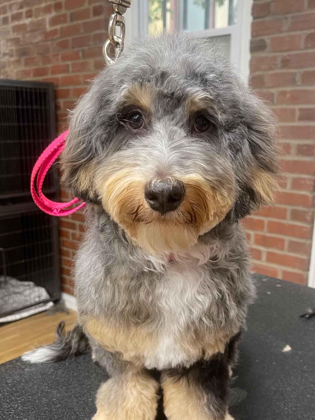 Doggie Style Pets Pine | Paw Partner