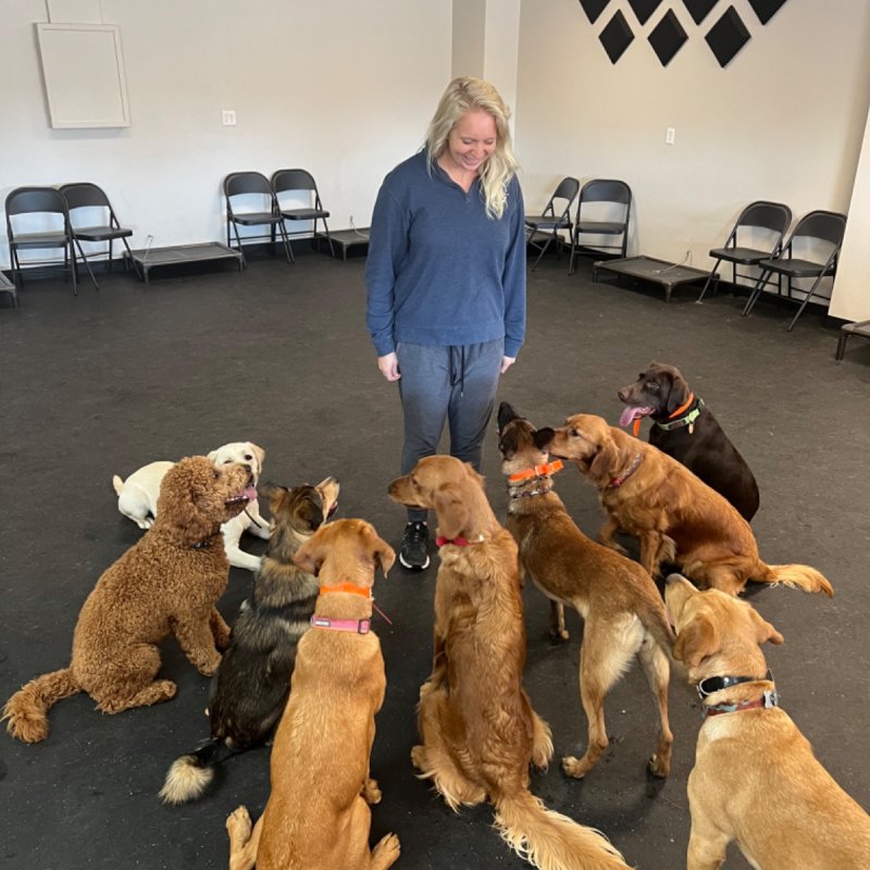 Havana Dog Training | Paw Partner