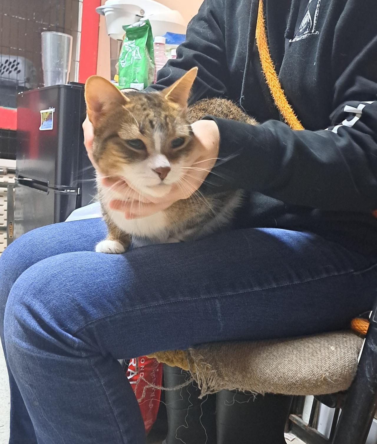 Shadowood Pet Resort | Paw Partner