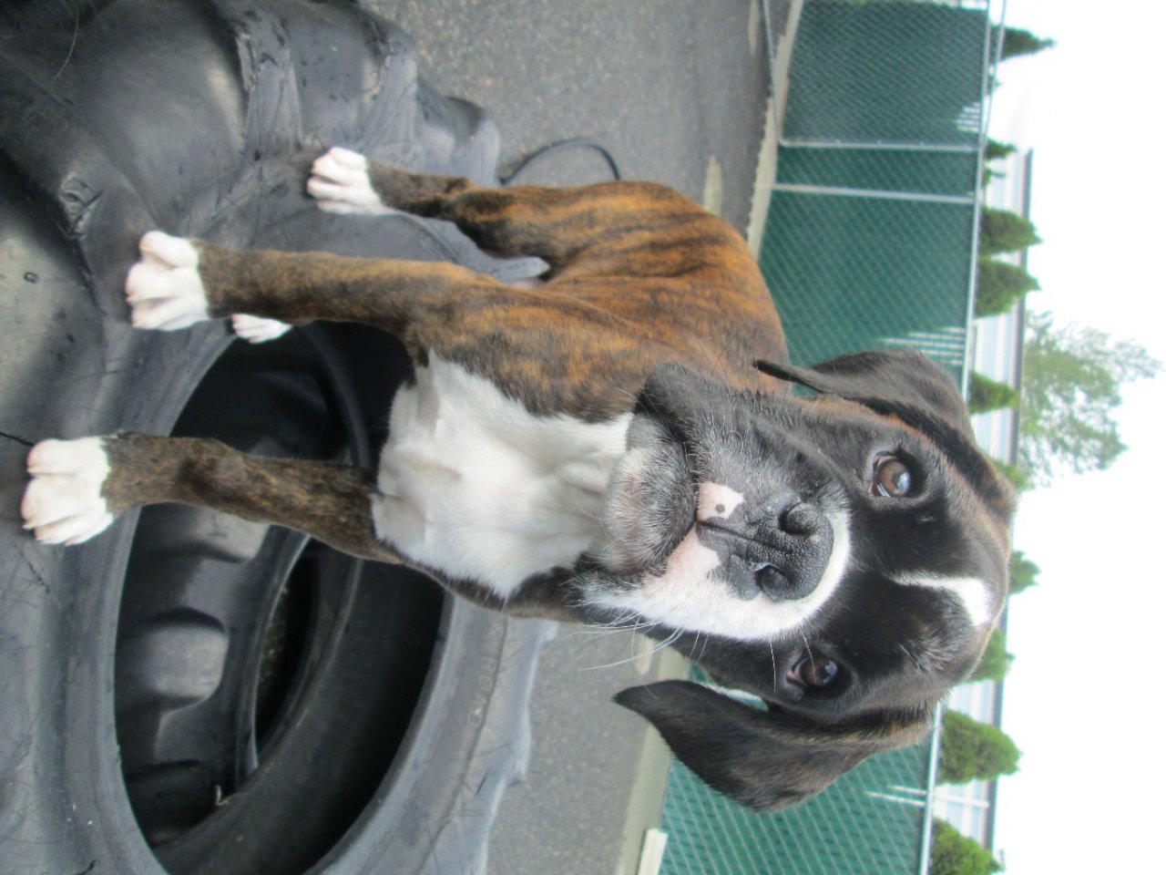 Tails-A-Wagging | Paw Partner