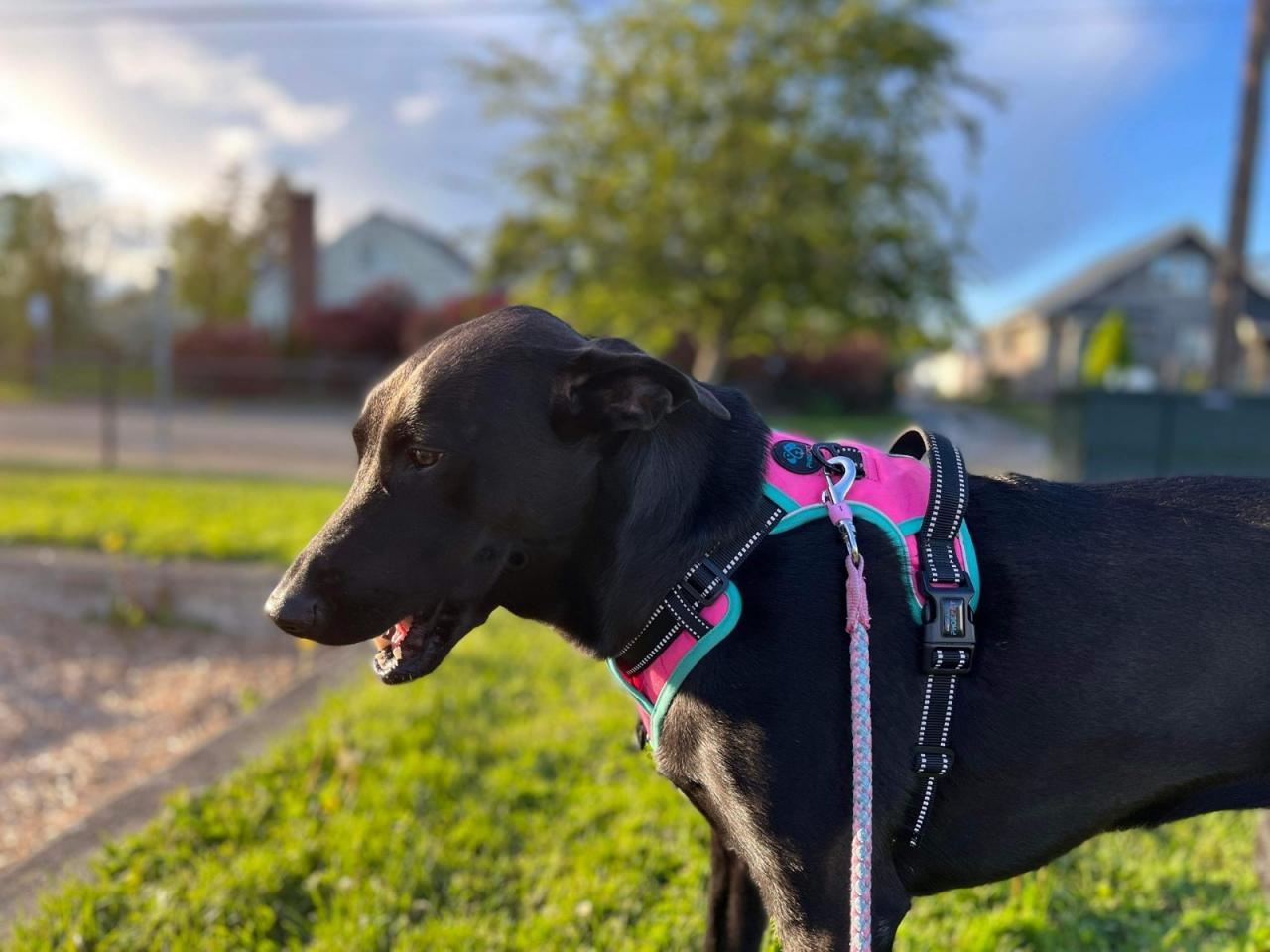 Positive Approach Dog Training | Paw Partner