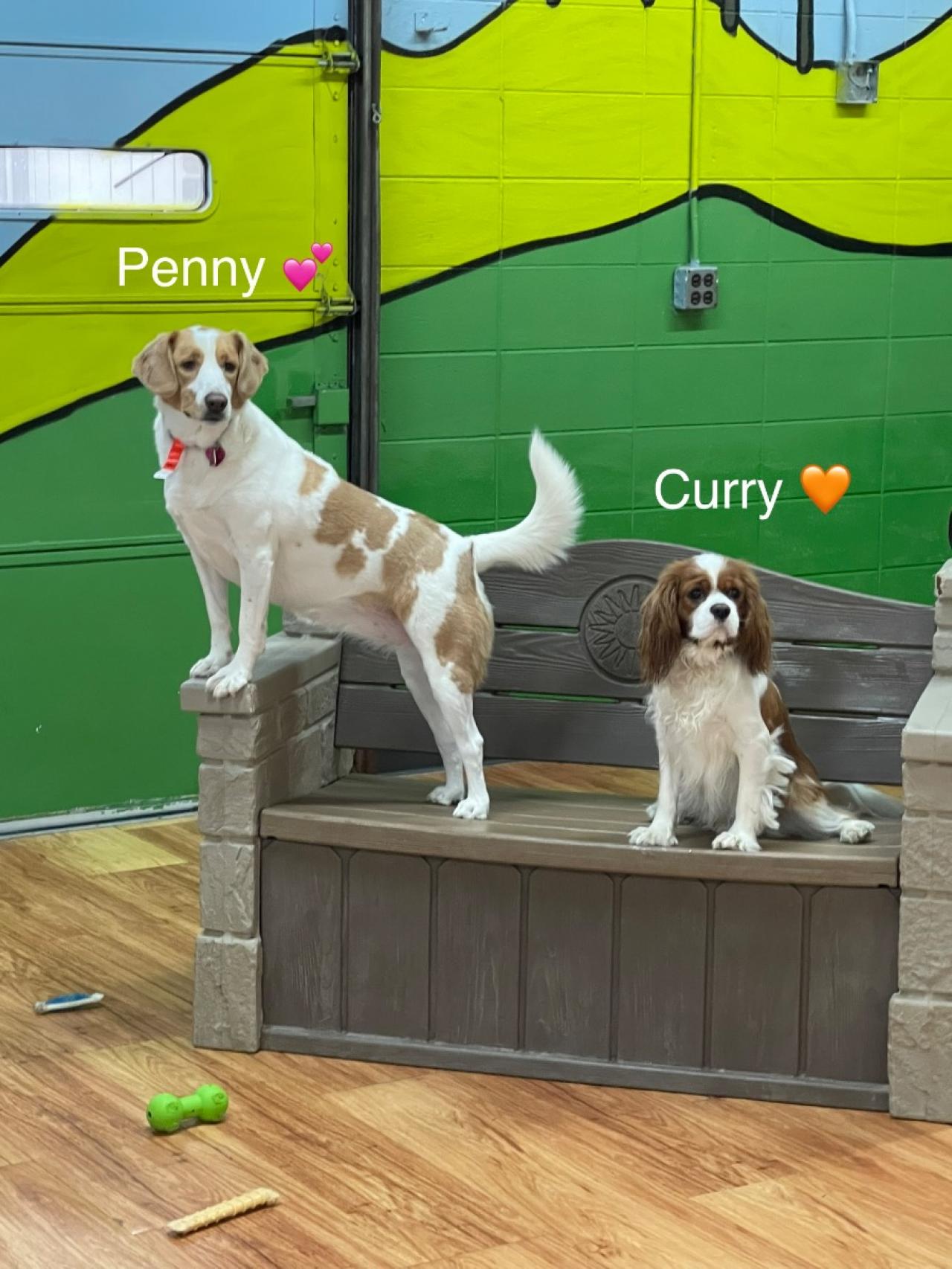 Wee Little Paws Inn - Deer Park | Paw Partner