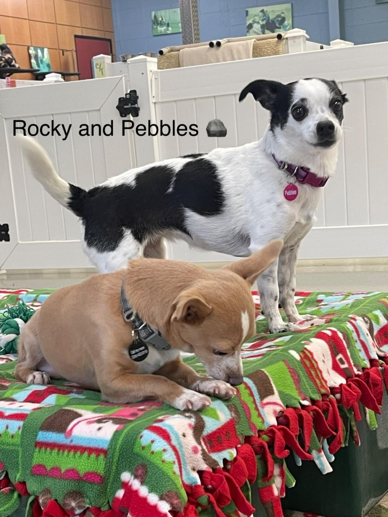 Wee Little Paws Inn - Deer Park | Paw Partner