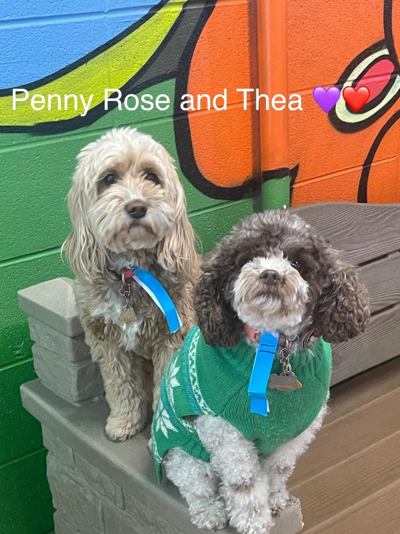 Wee Little Paws Inn - Deer Park | Paw Partner