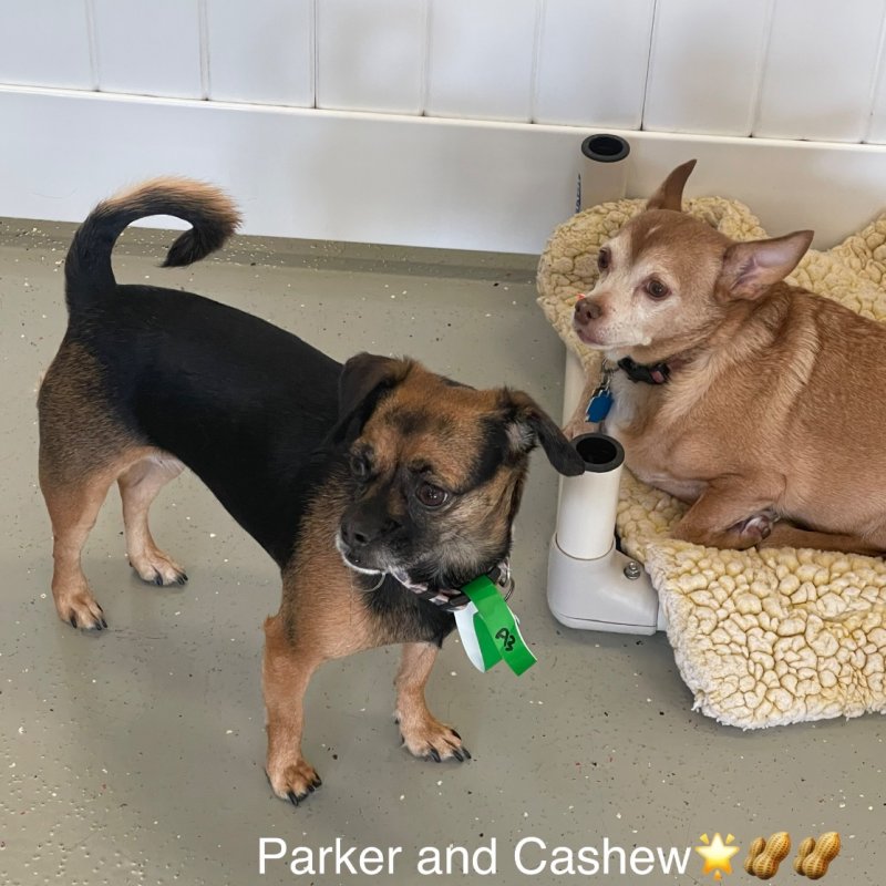 Wee Little Paws Inn - Deer Park | Paw Partner