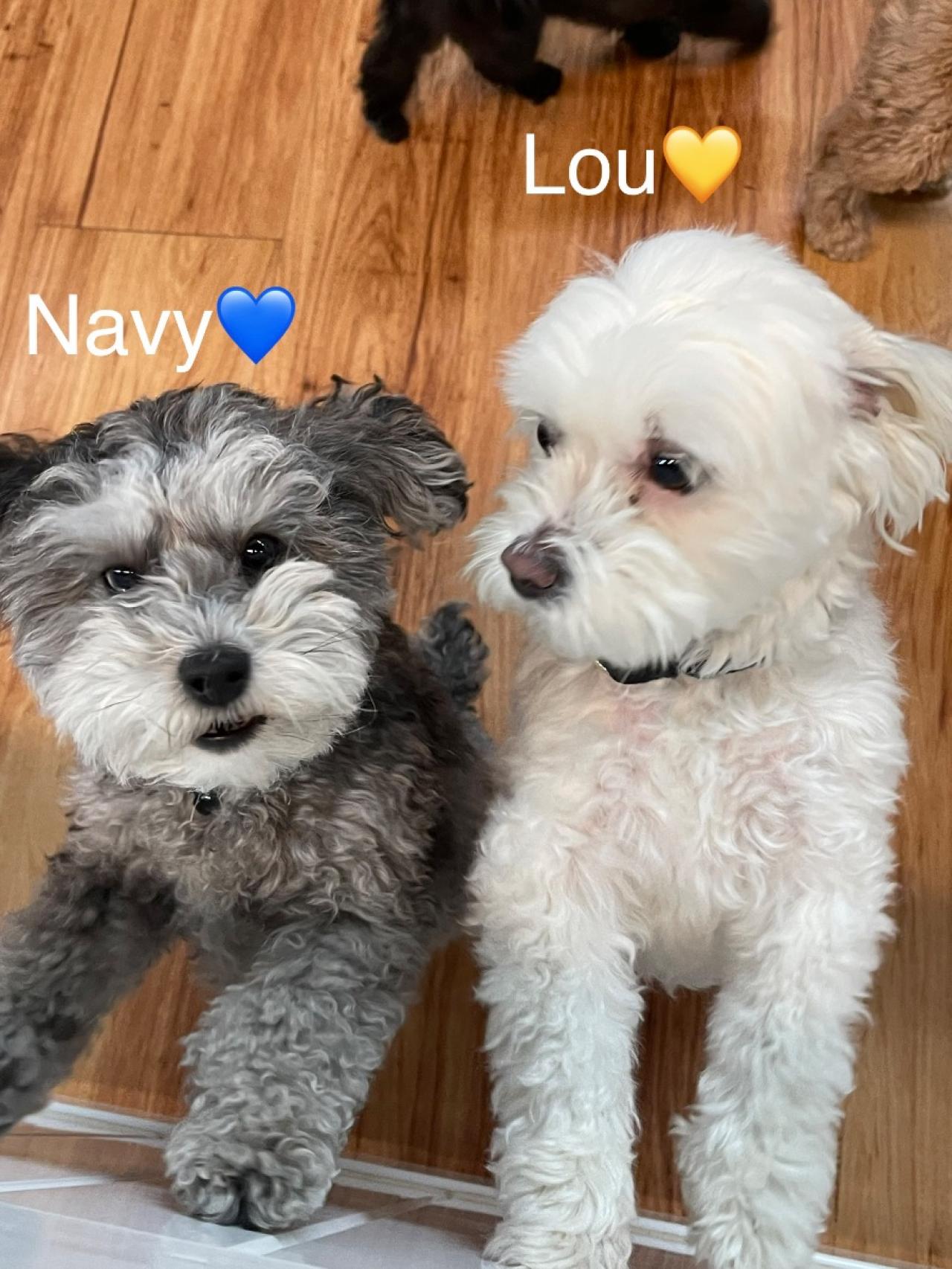 Wee Little Paws Inn - Deer Park | Paw Partner