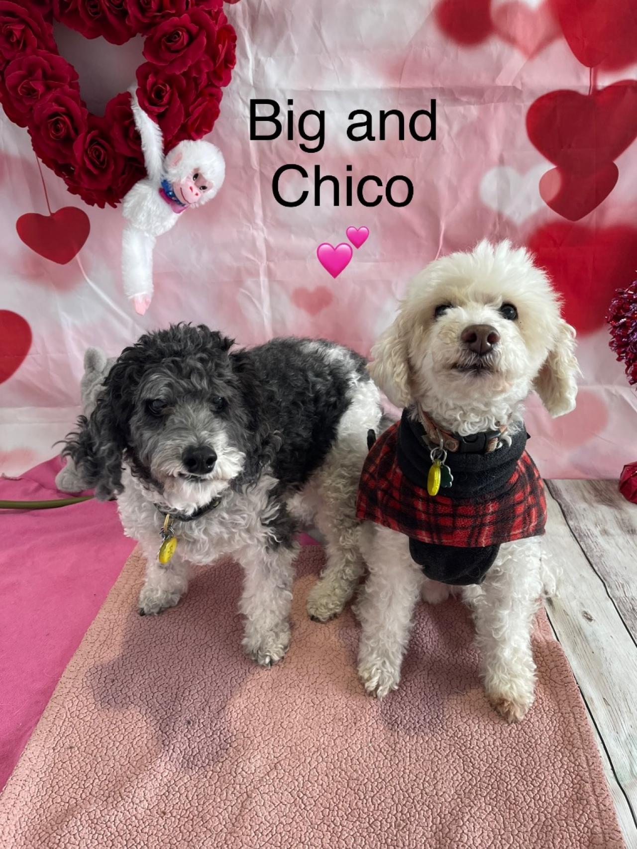 Wee Little Paws Inn - Deer Park | Paw Partner