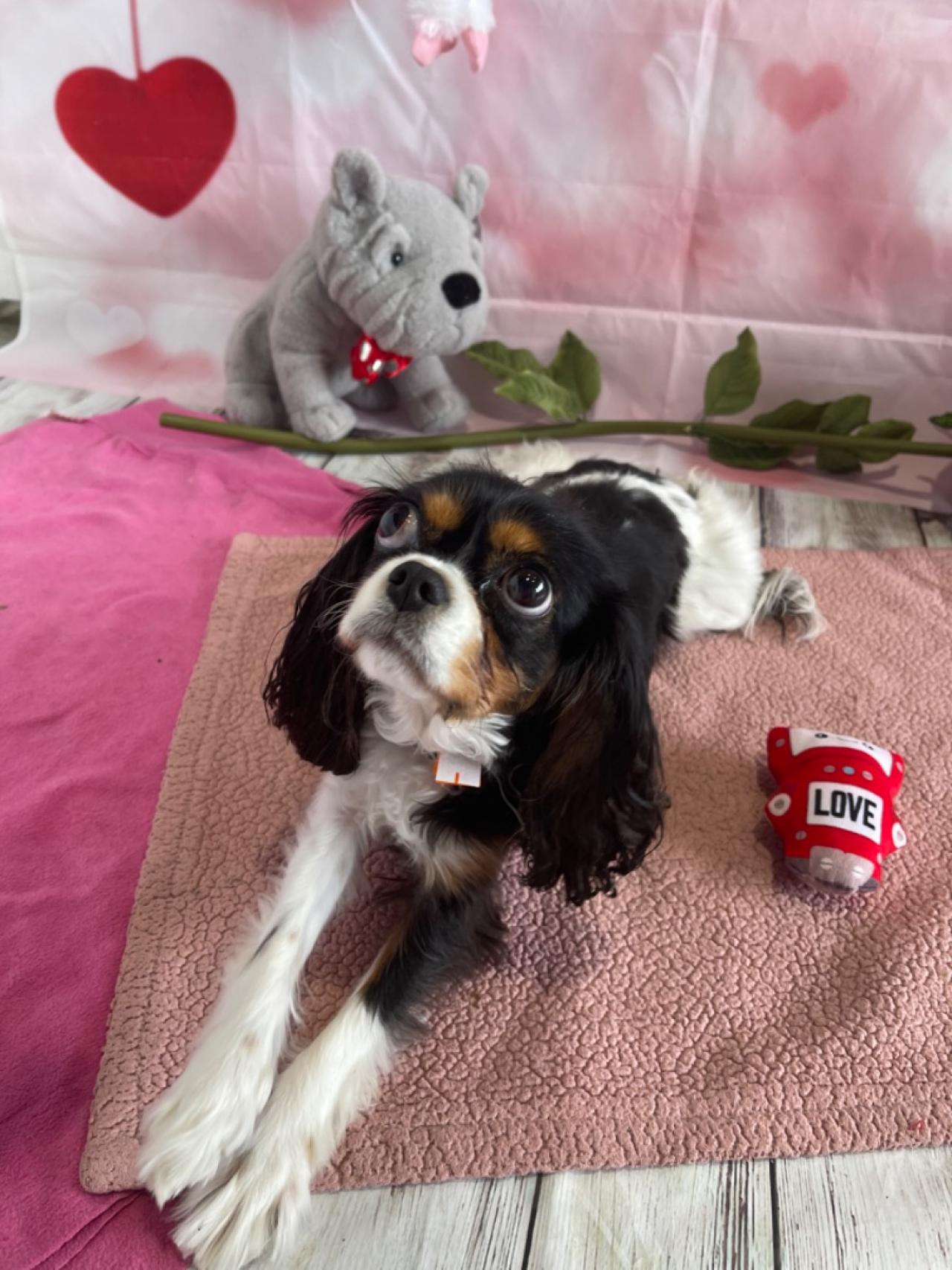 Wee Little Paws Inn - Deer Park | Paw Partner