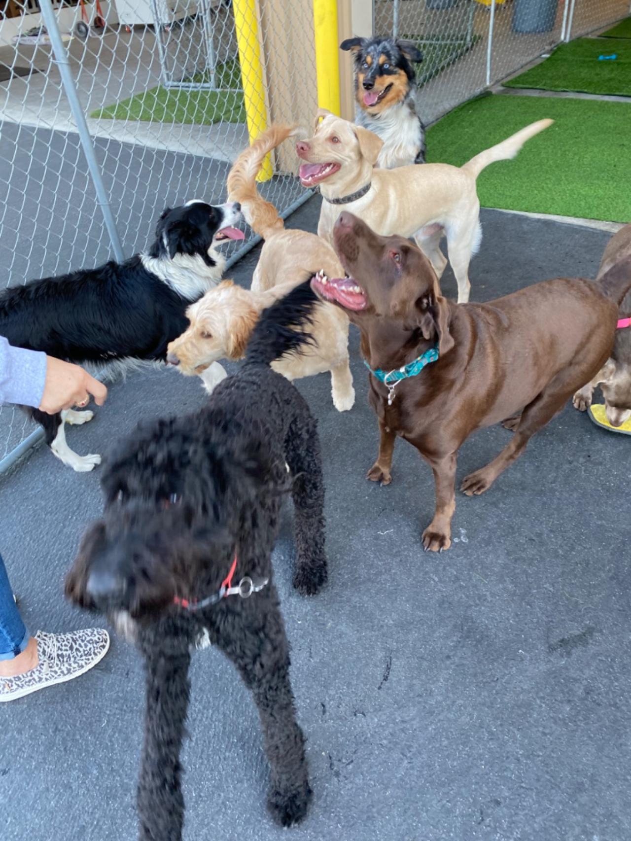 Paws And Claws Pet Resort | Paw Partner