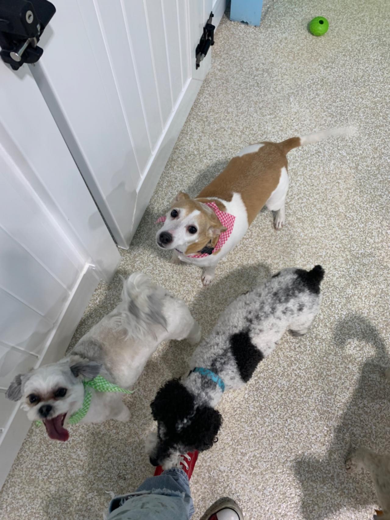 Wee Little Paws Inn - Crystal Lake | Paw Partner