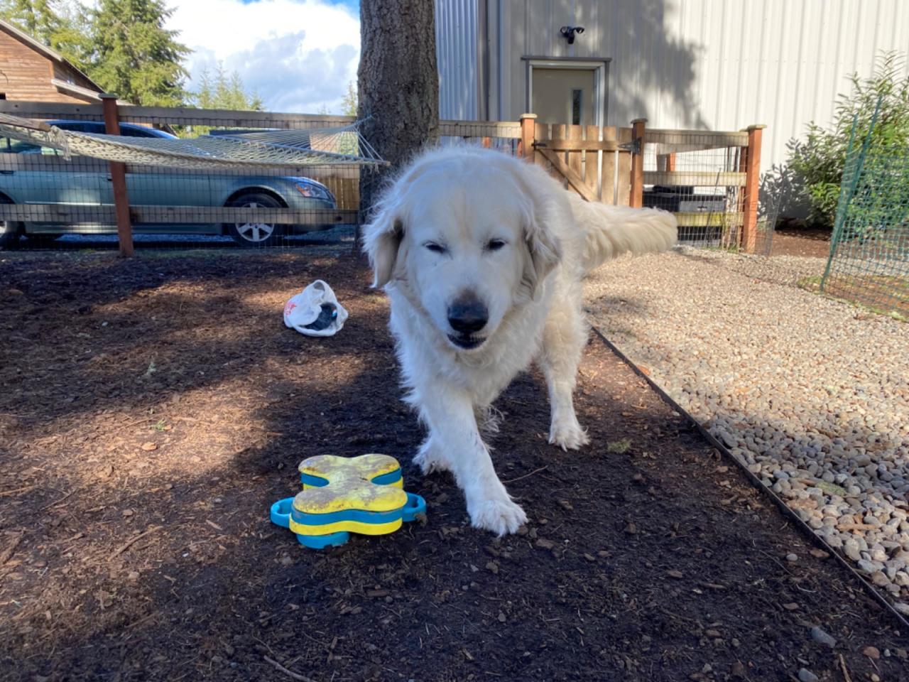 The Great Outdoors | Paw Partner