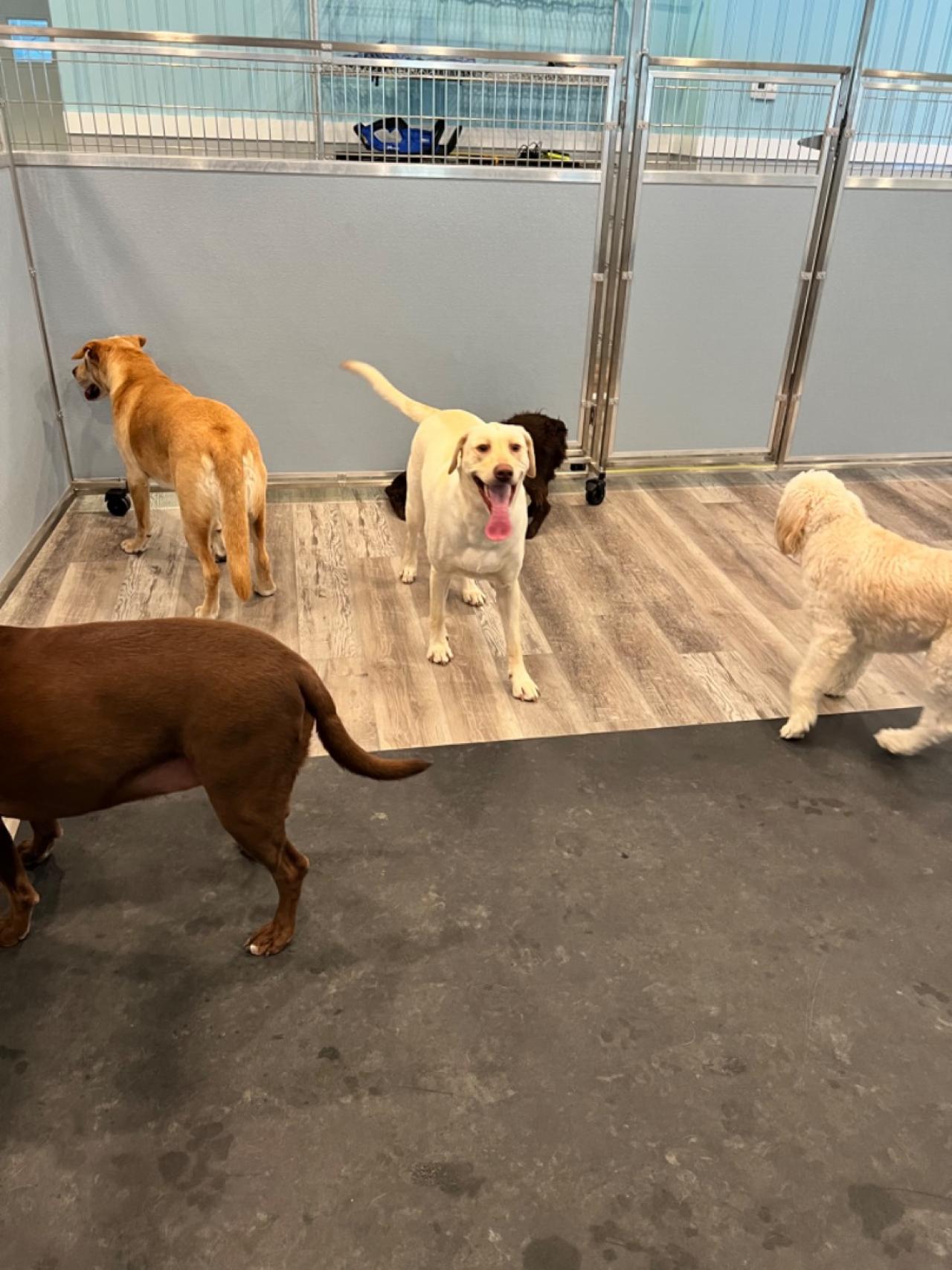 Good Dog Retreat | Paw Partner