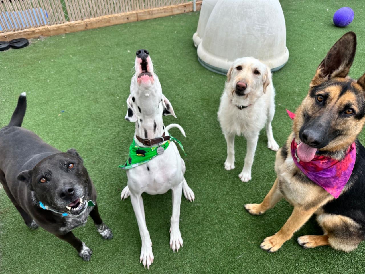Dog's Den LLC | Paw Partner