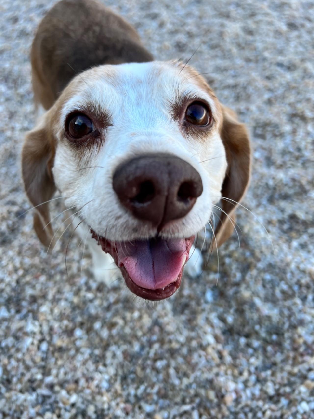 Good Dog Retreat | Paw Partner