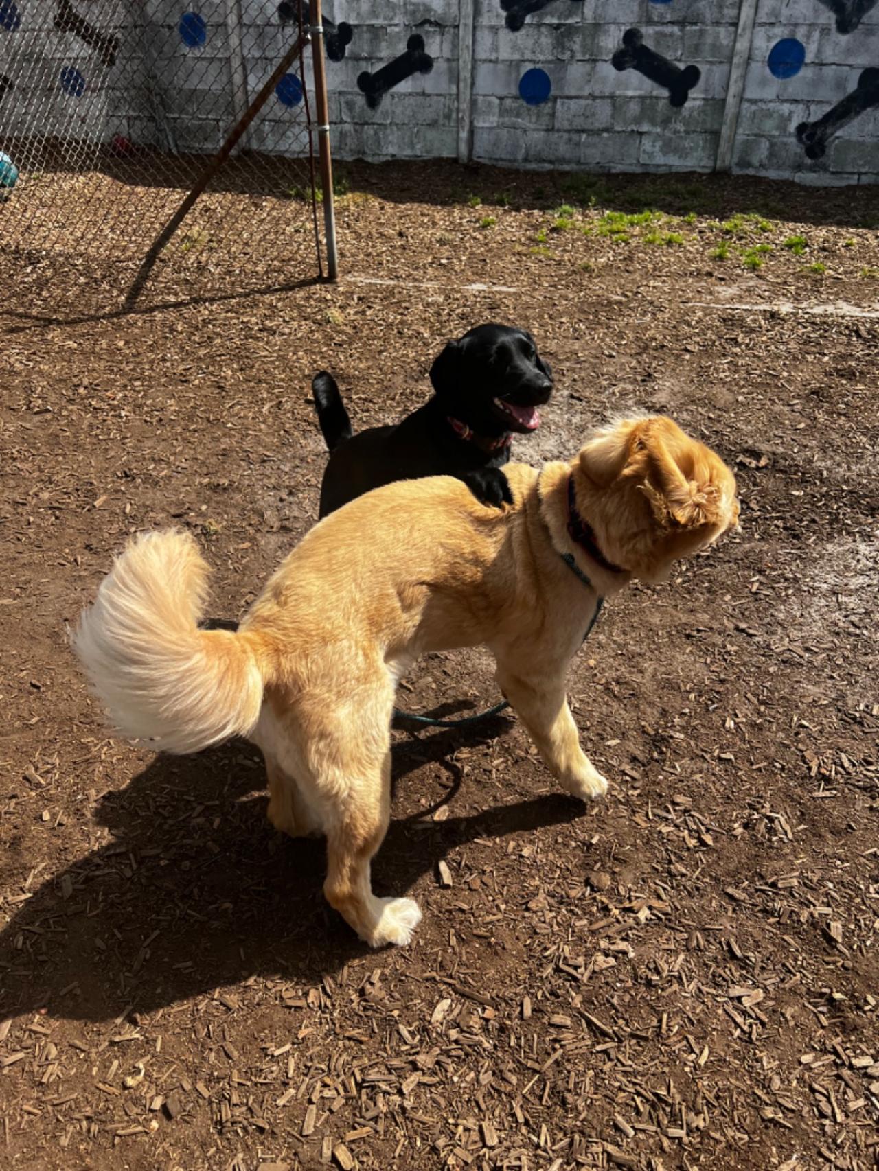 Boop & Board | Paw Partner