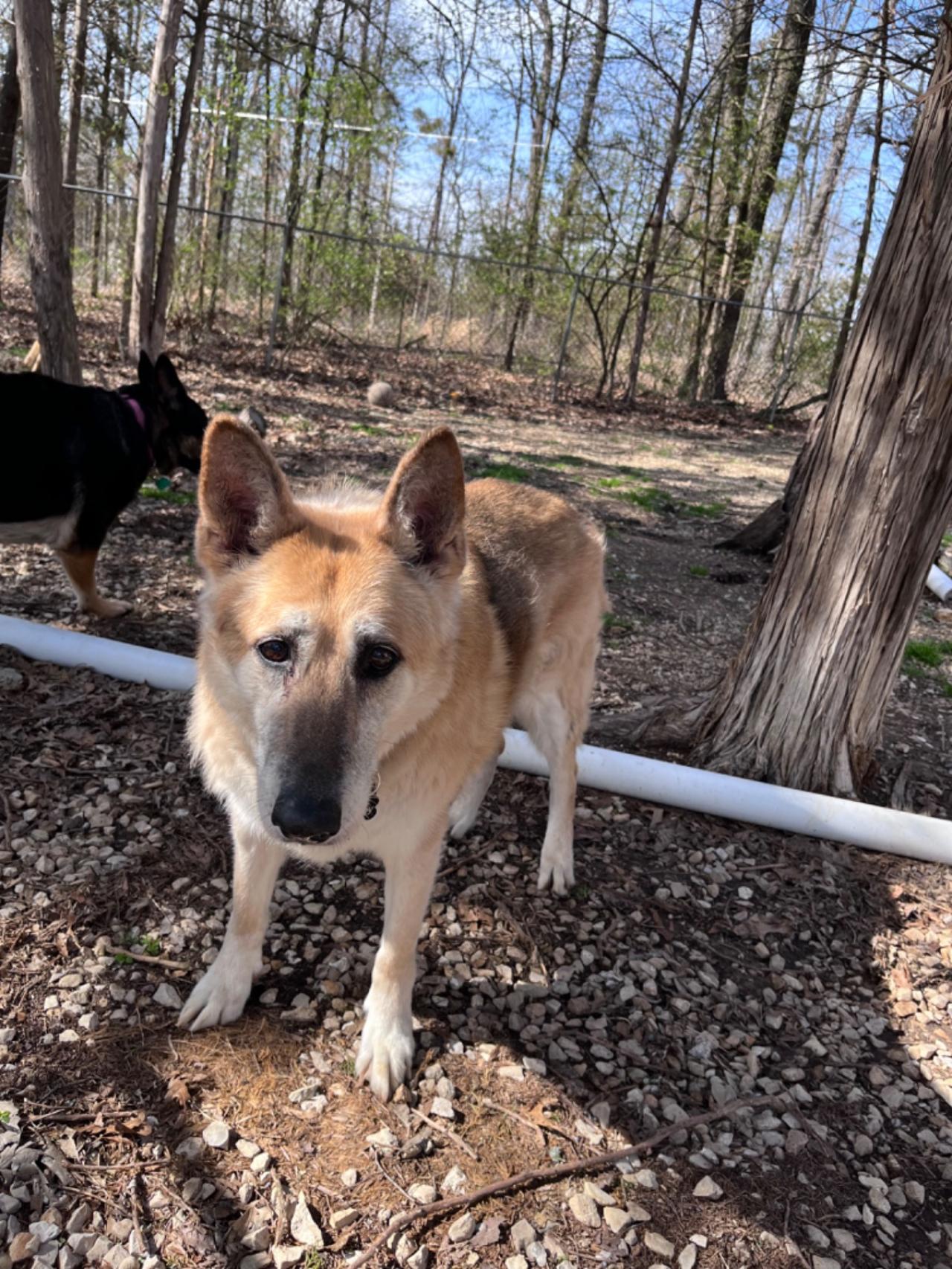 Shadowood Pet Resort | Paw Partner