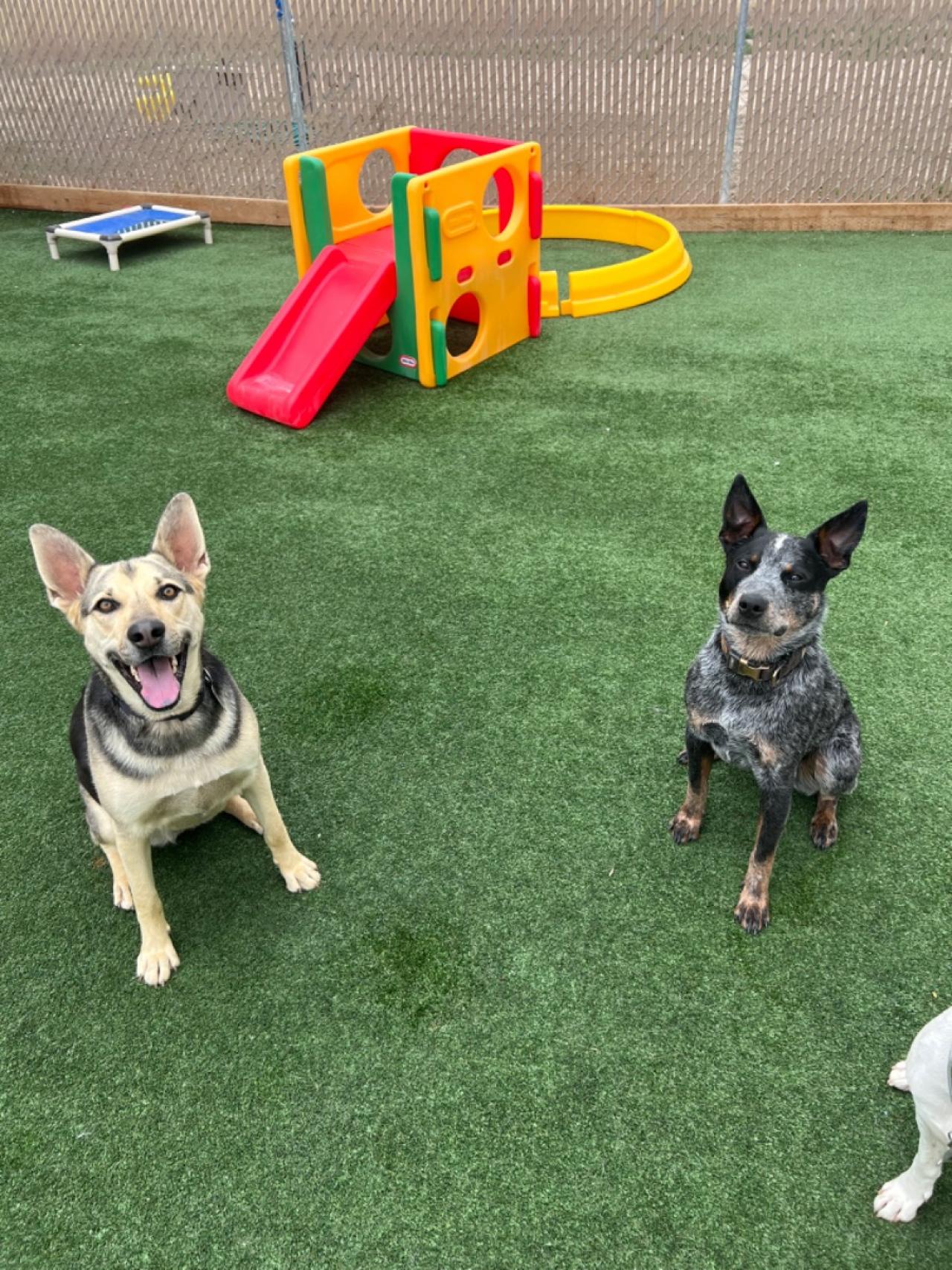 Dog's Den LLC | Paw Partner