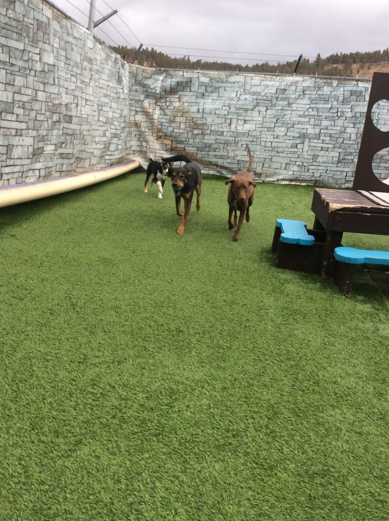 Wags And Whiskers Pet Resort | Paw Partner