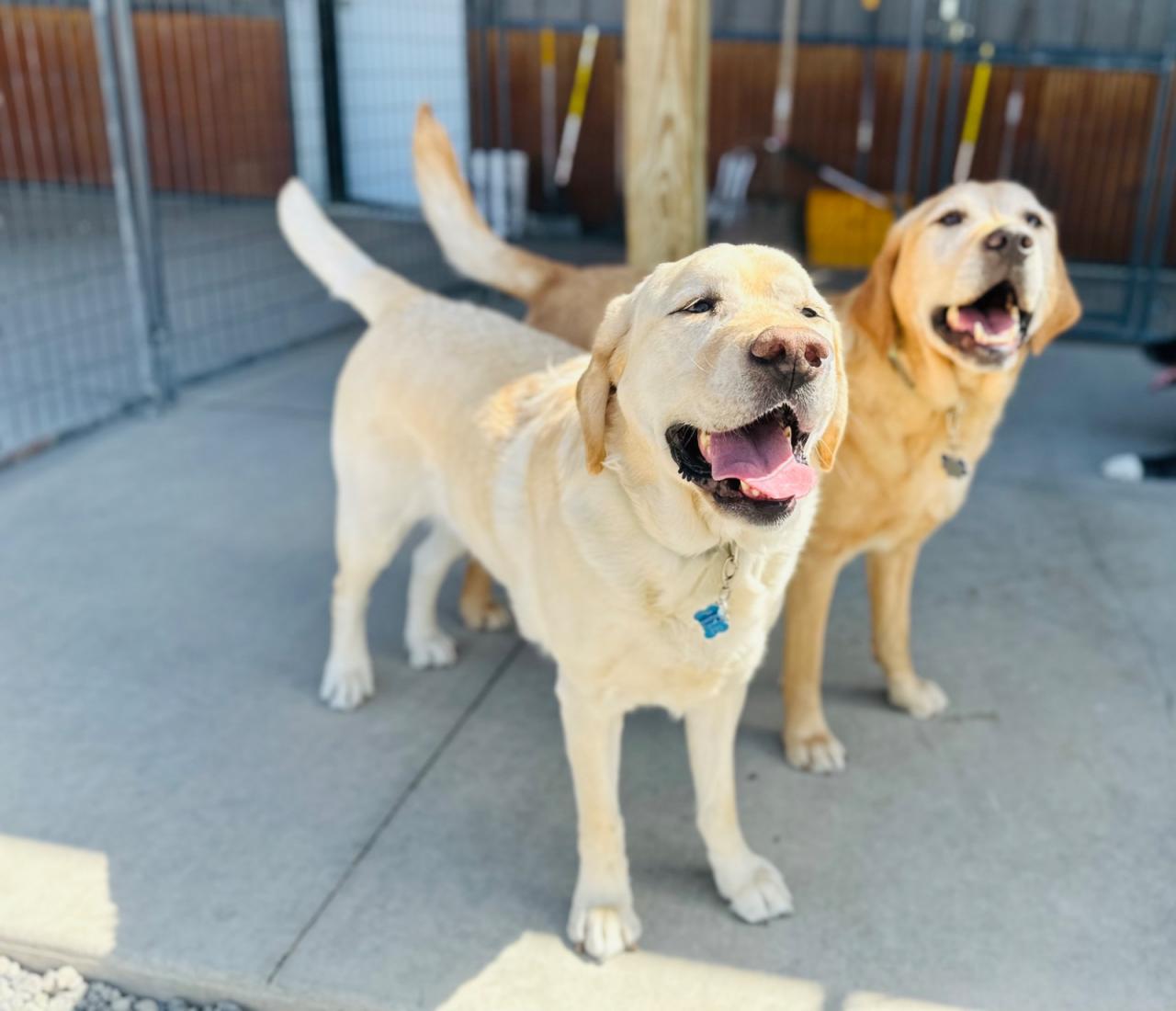 Iron Will Dog Lodge | Paw Partner