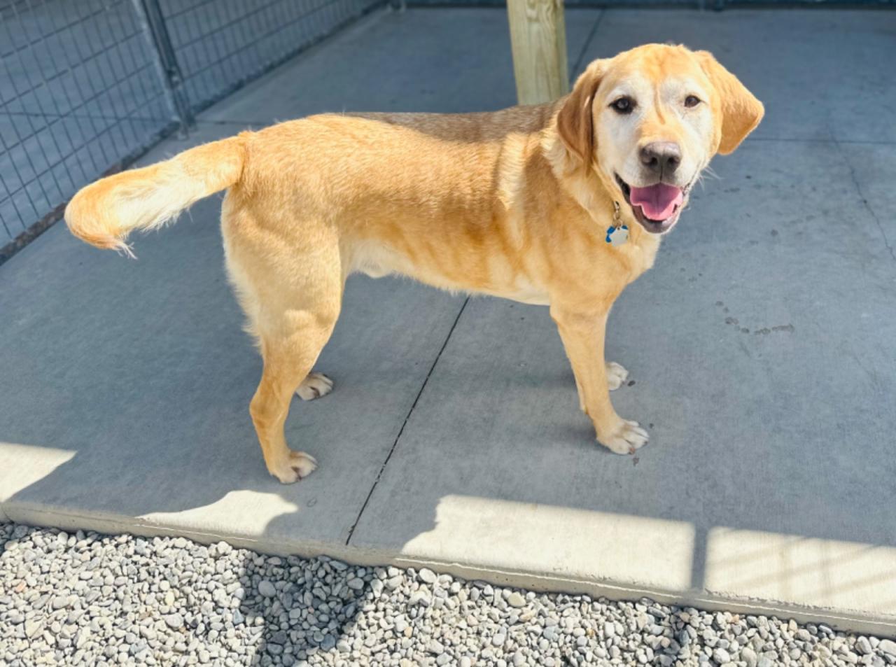 Iron Will Dog Lodge | Paw Partner