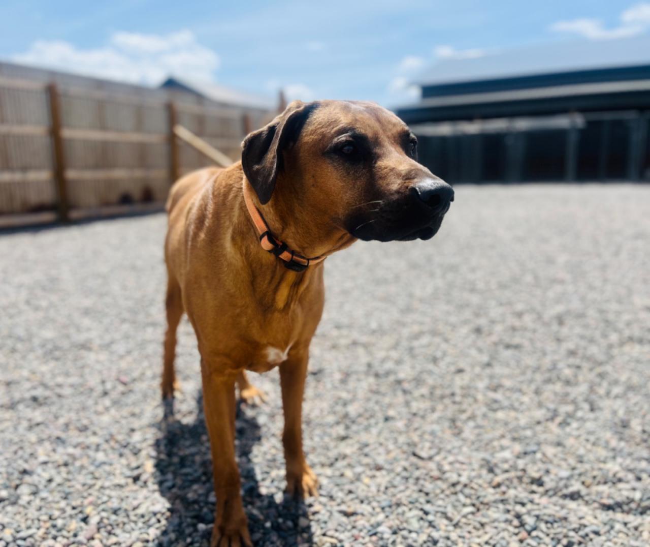 Iron Will Dog Lodge | Paw Partner