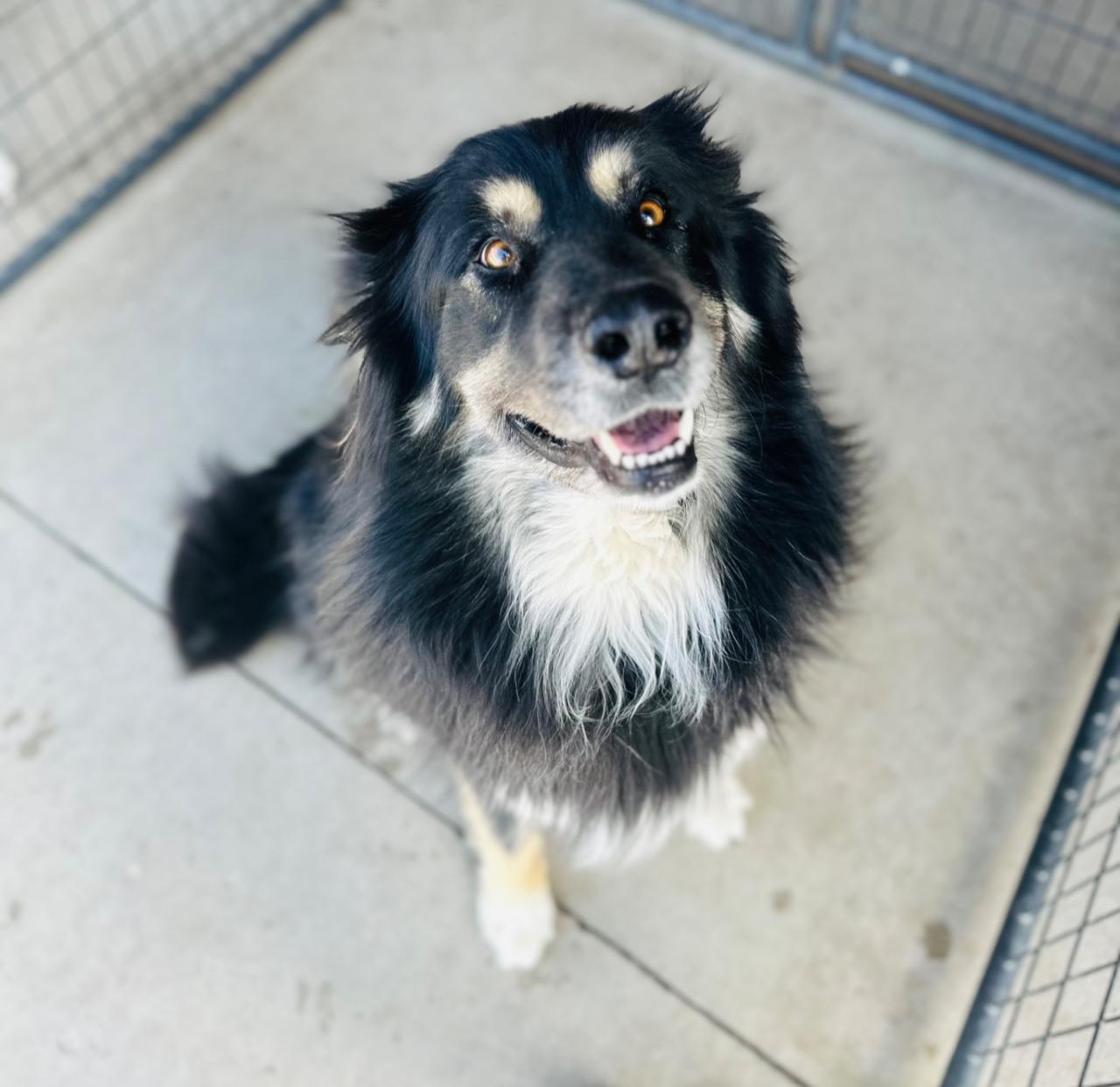 Iron Will Dog Lodge | Paw Partner