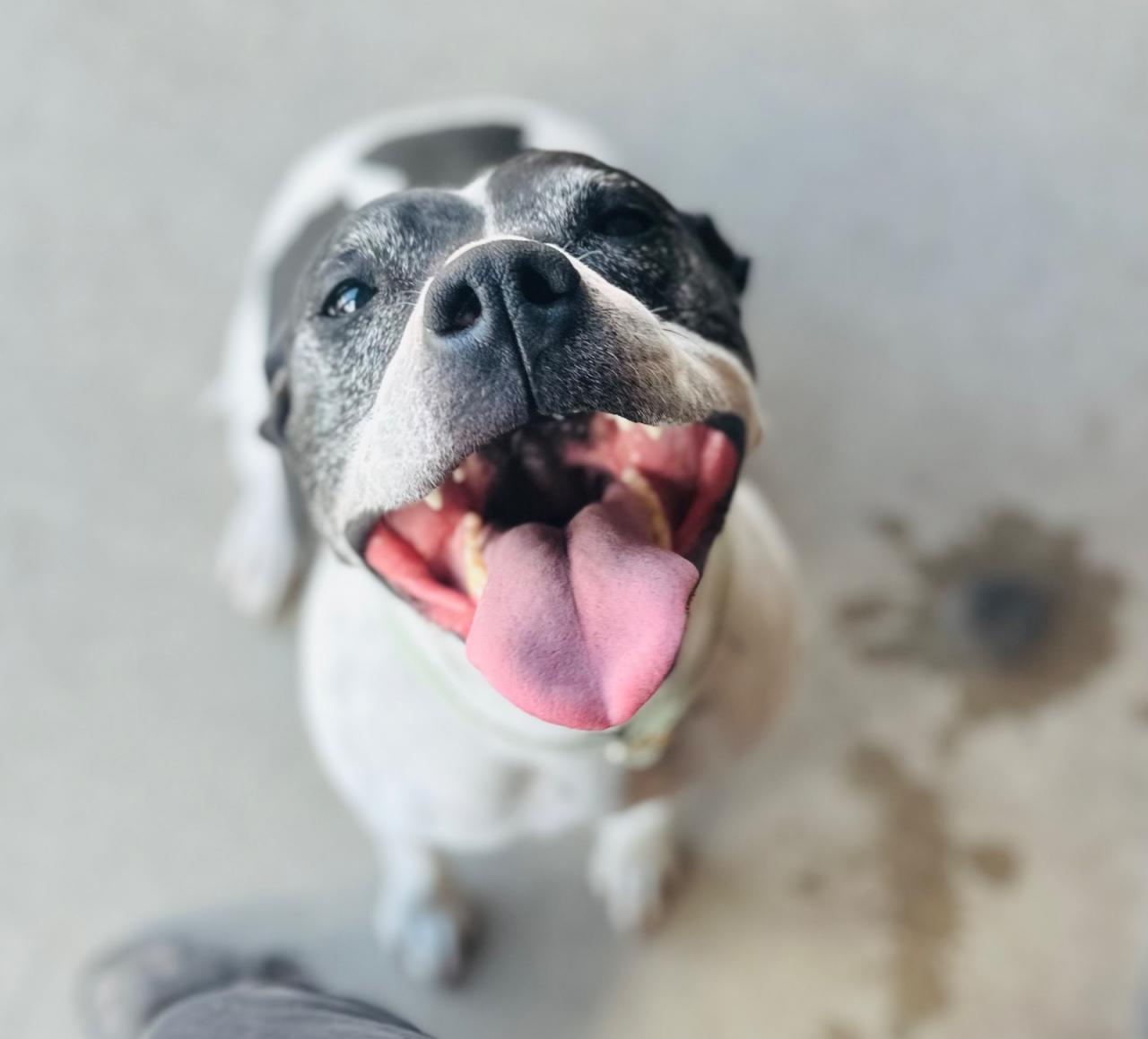 Iron Will Dog Lodge | Paw Partner