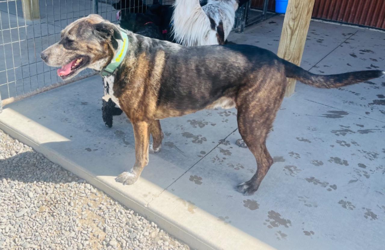 Iron Will Dog Lodge | Paw Partner