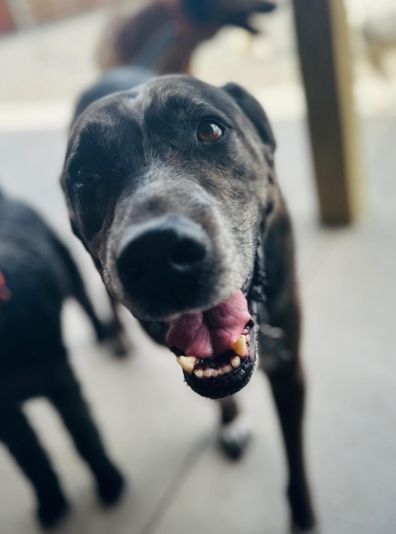 Iron Will Dog Lodge | Paw Partner