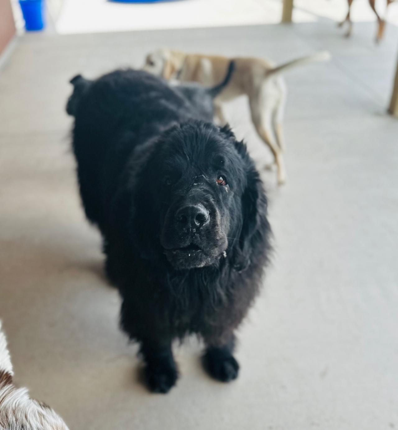 Iron Will Dog Lodge | Paw Partner