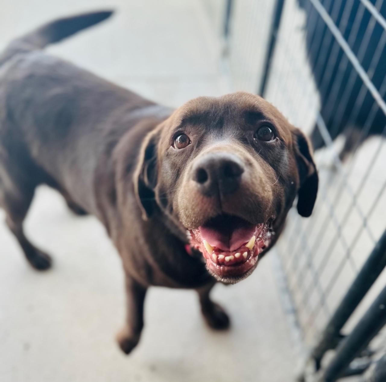 Iron Will Dog Lodge | Paw Partner