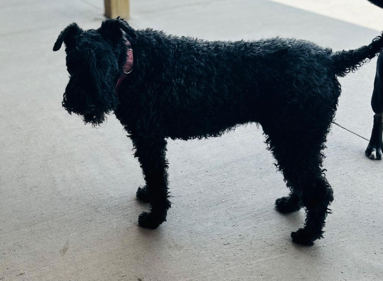 Iron Will Dog Lodge | Paw Partner