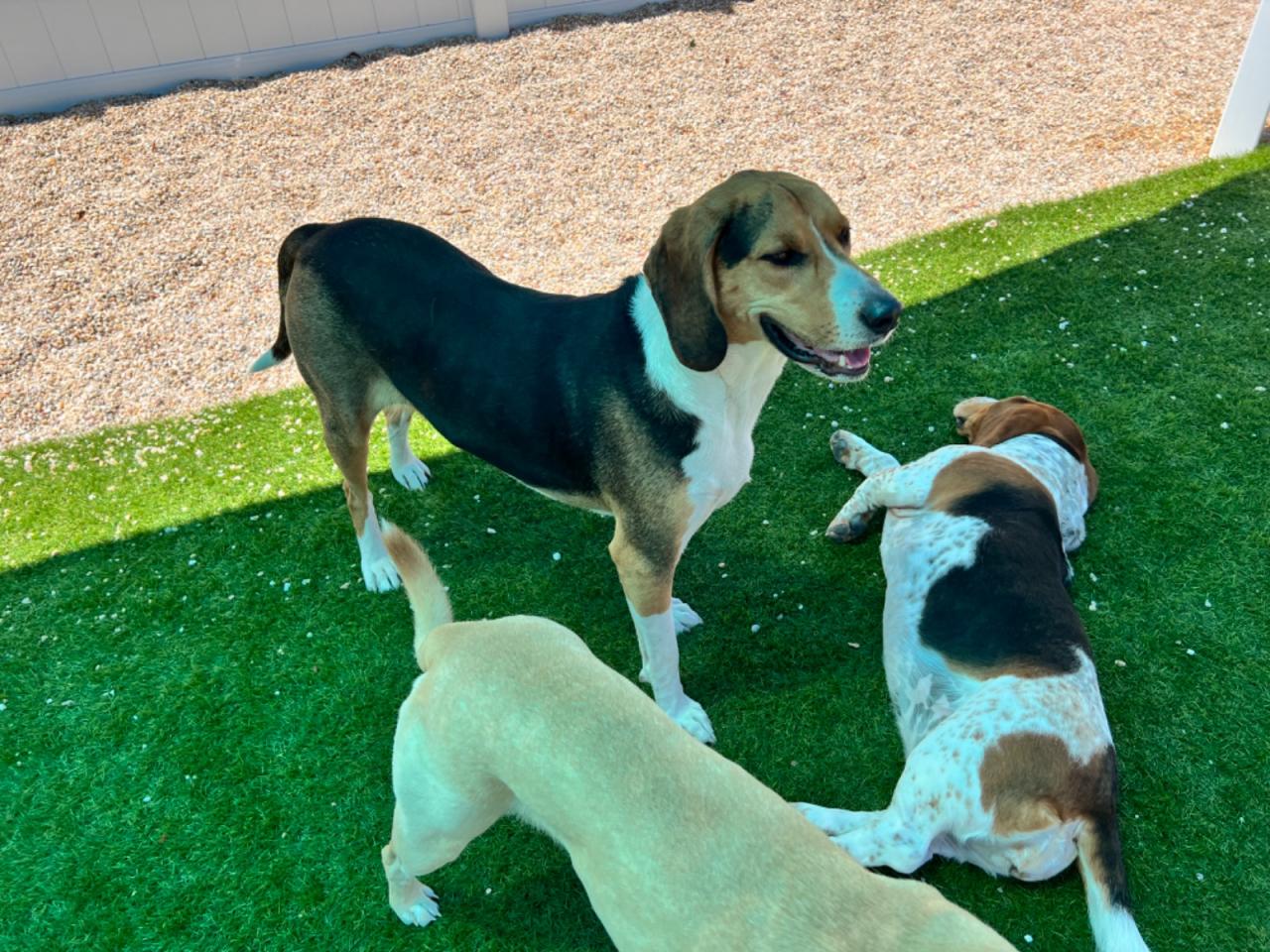 Good Dog Retreat | Paw Partner