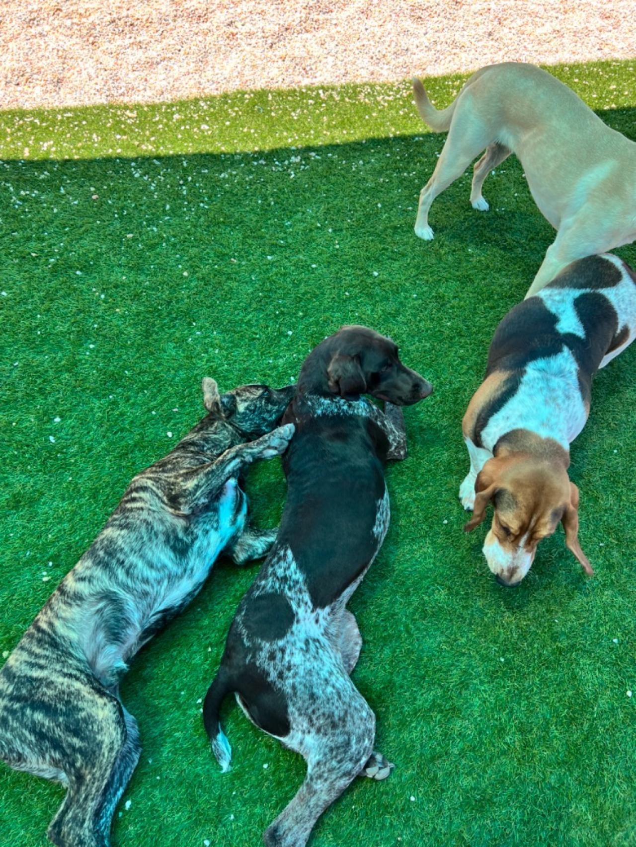 Good Dog Retreat | Paw Partner