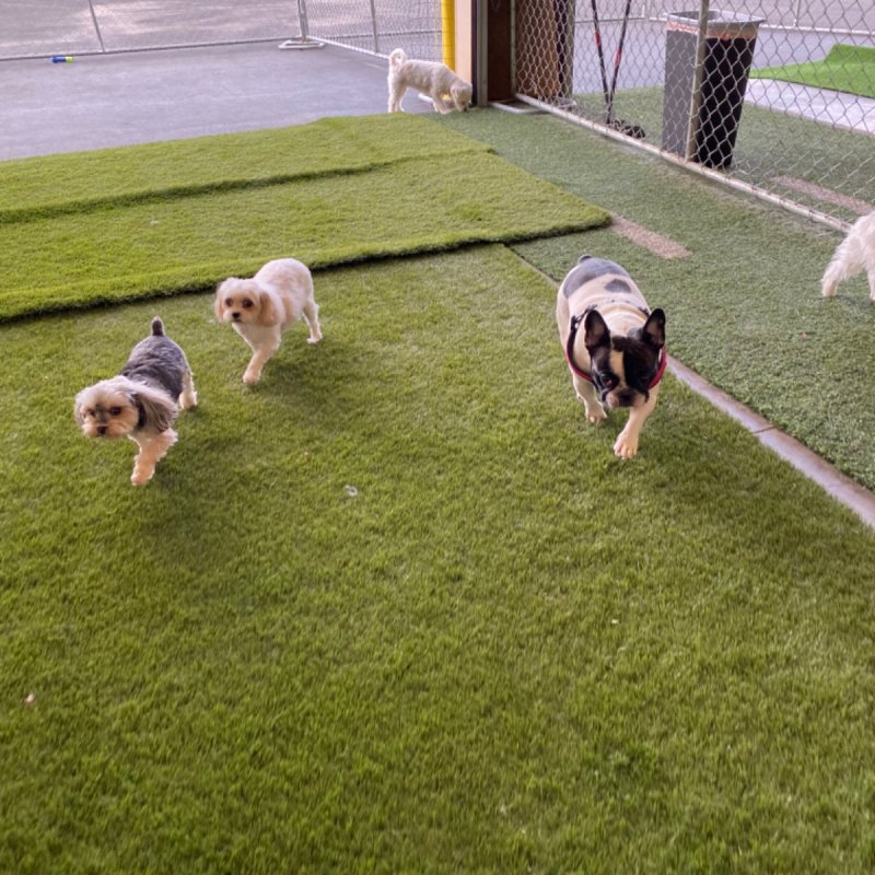 Paws And Claws Pet Resort | Paw Partner