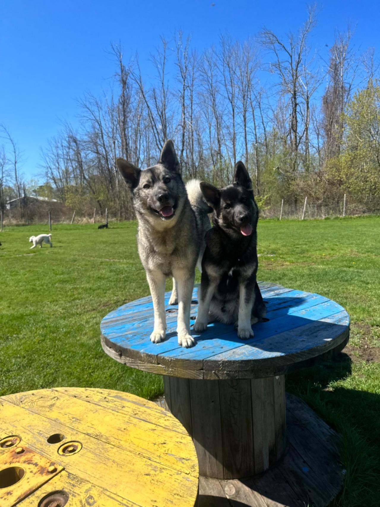 Apple Ridge Farm | Paw Partner