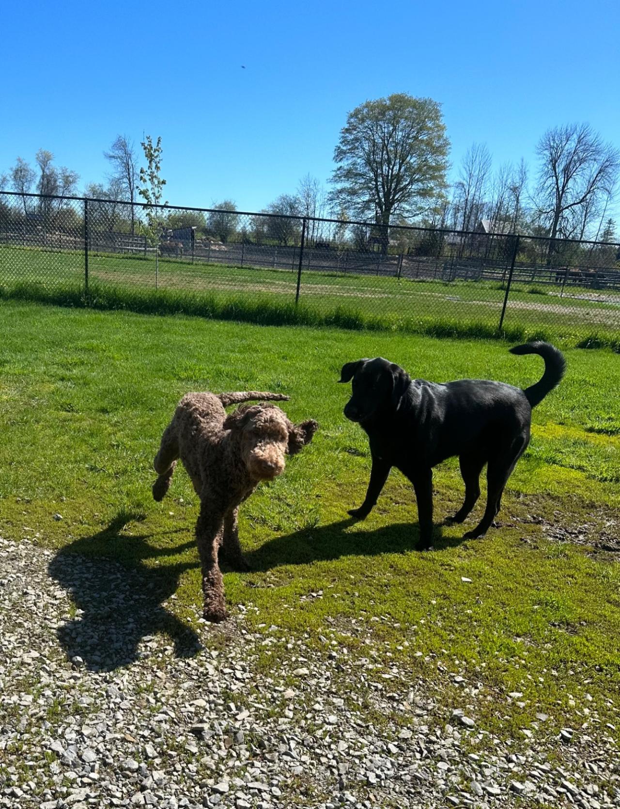 Apple Ridge Farm | Paw Partner