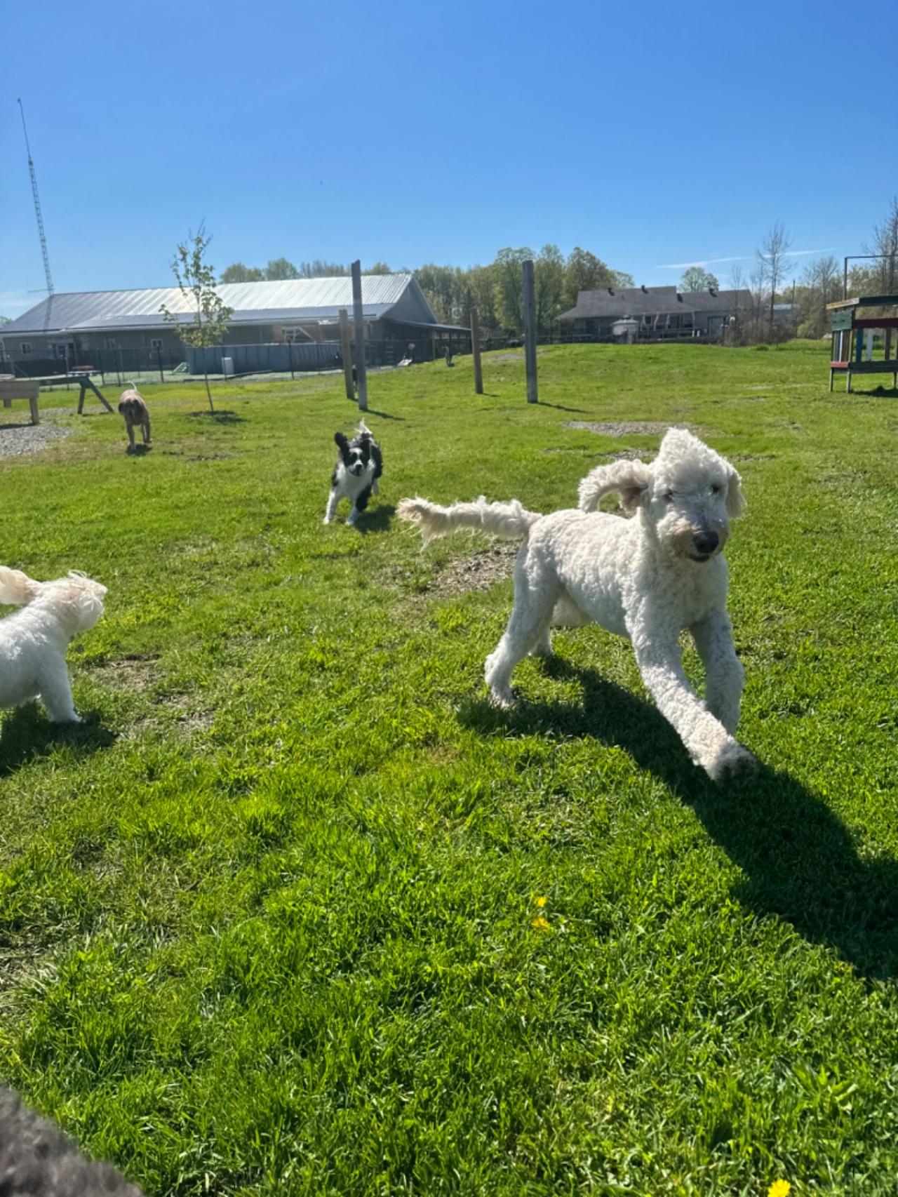 Apple Ridge Farm | Paw Partner