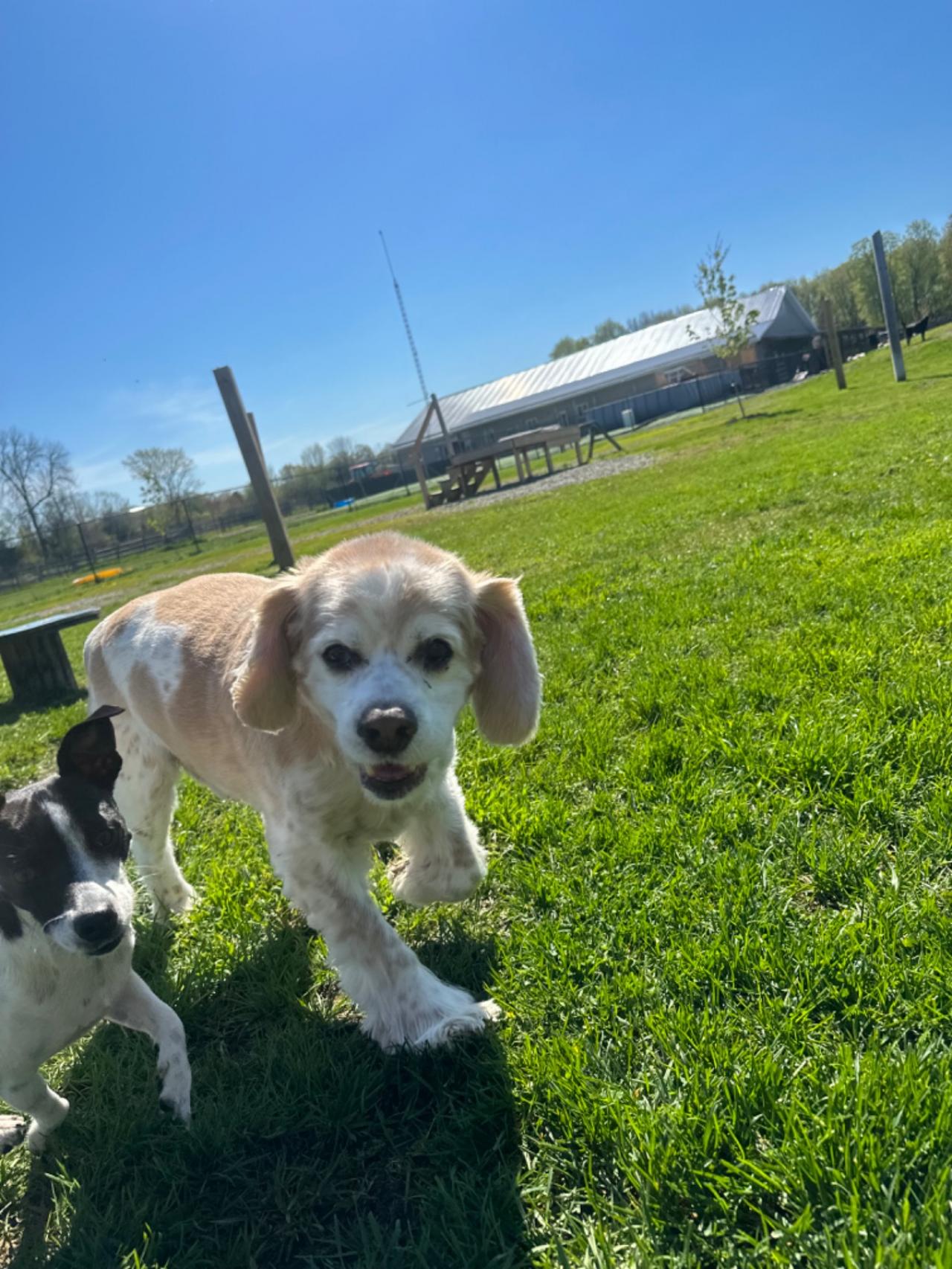 Apple Ridge Farm | Paw Partner